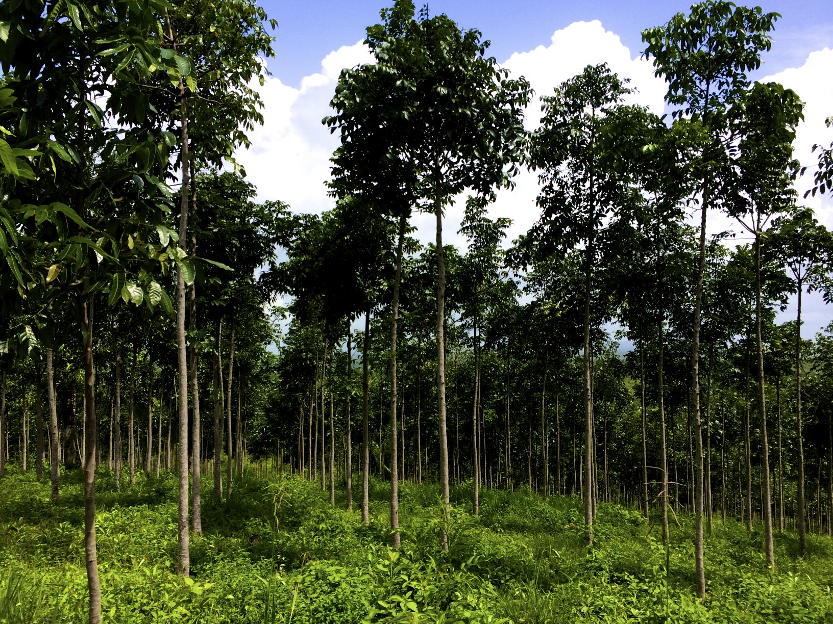 Impact Forestry Blog | Izabal Agro Forest
